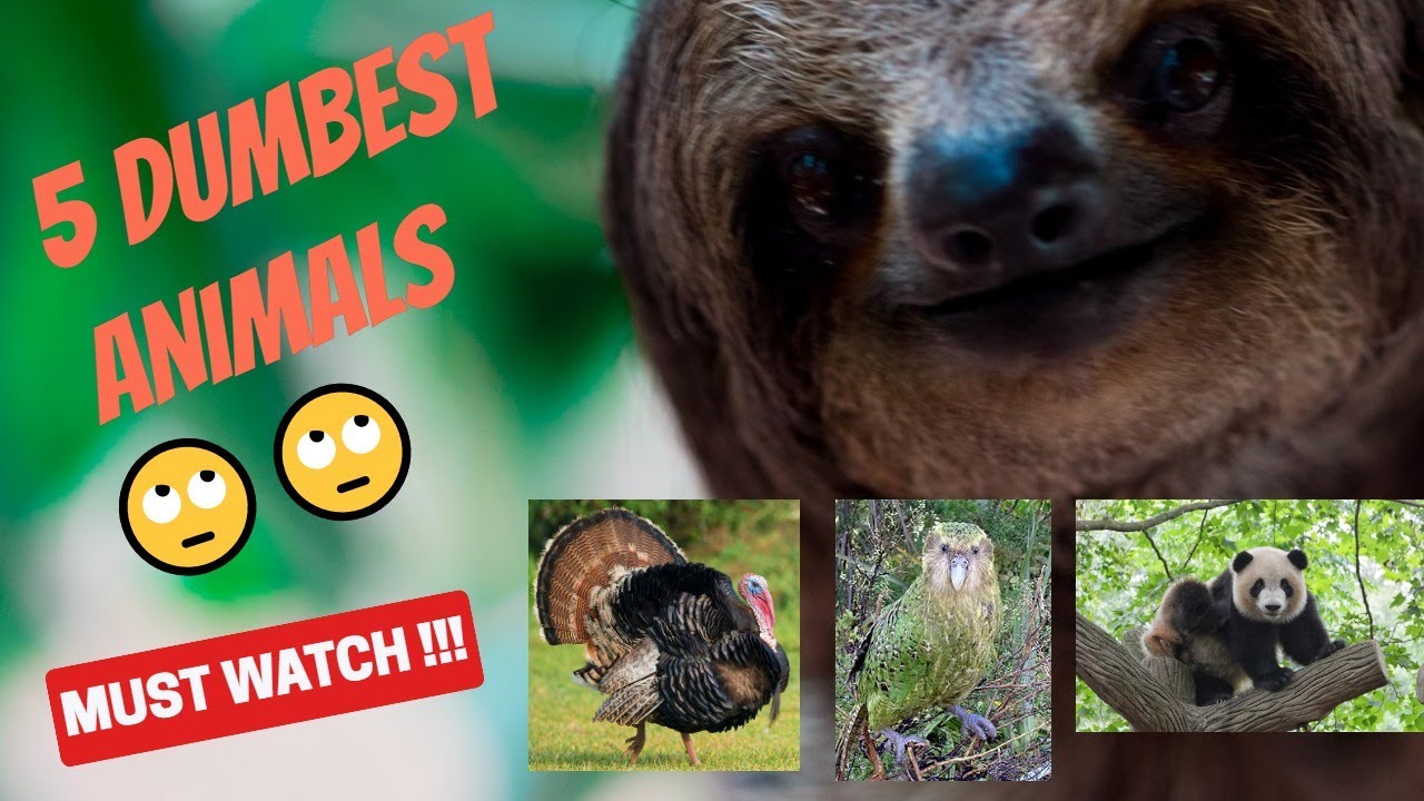 Dumbest Animals YouTube dumbest-animals-youtube