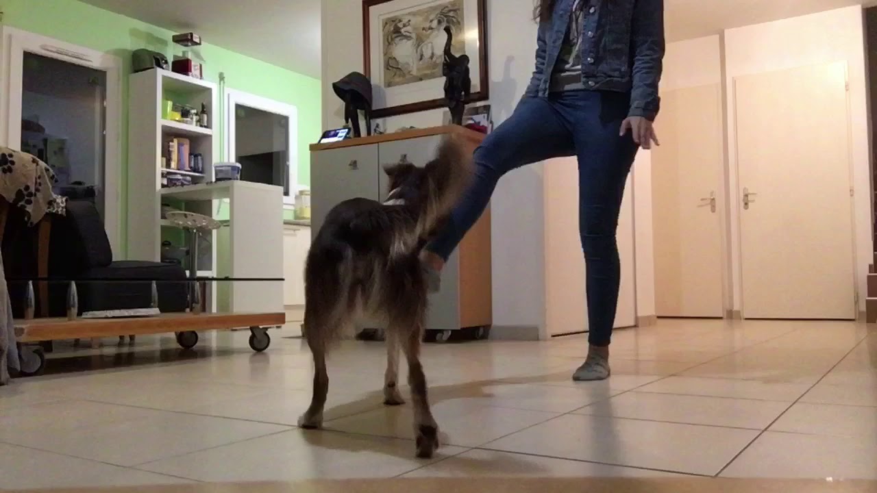 DOG DANCE DOG DANCING BORDER COLLIE - YouTube