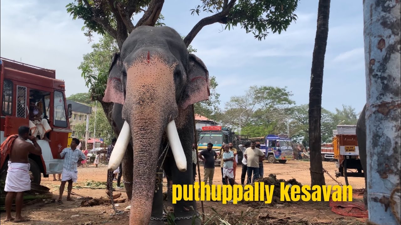 Puthuppally kesavan/പുതുപ്പള്ളി കേശവൻ - YouTube