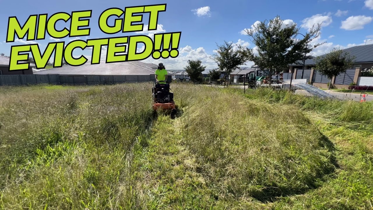 He EVICTED Mice with his Lawnmower. Should he have to Re-home them ...