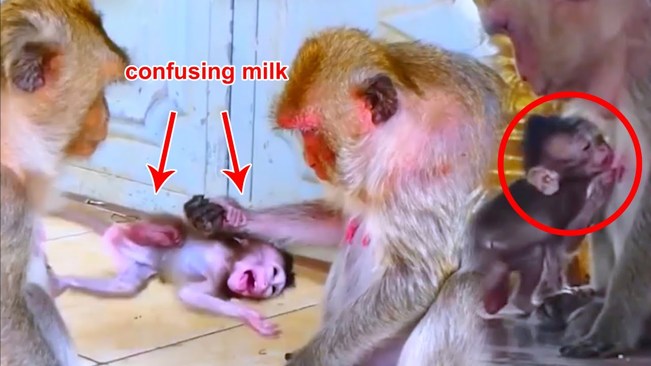 Pitiful poorest orphaned baby confused milk got rejected by an old ...