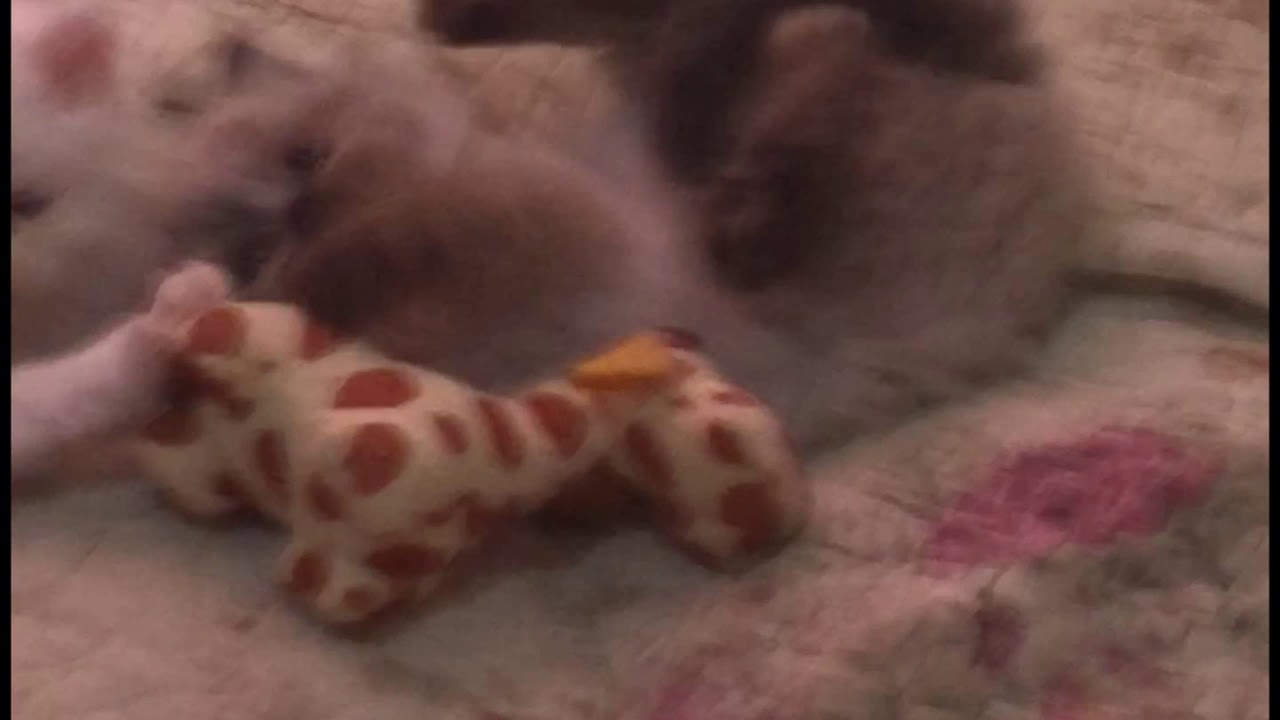 Kitten with his brother's giraffe - YouTube