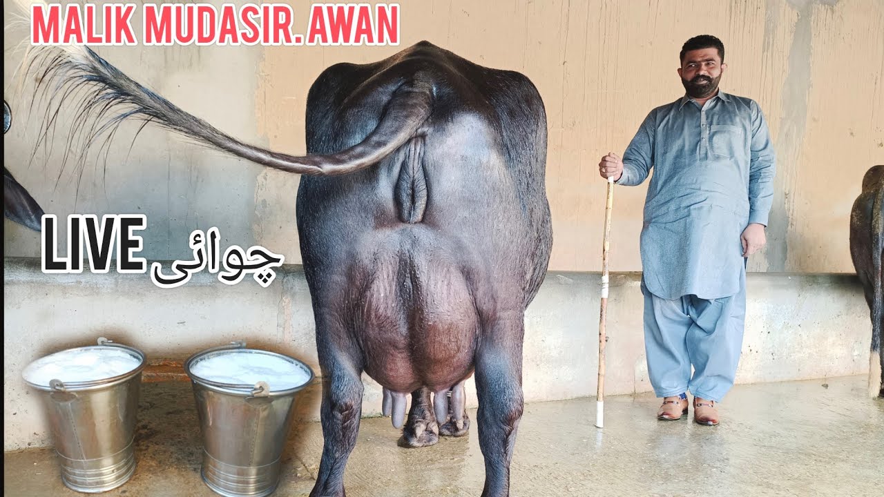 Malik mudasir saab 3buffalo for sale apna surkyian channel 25oct2023 - YouTube