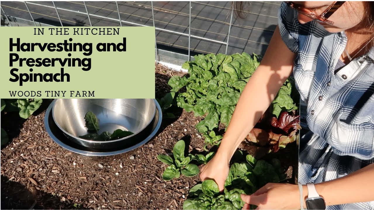 How to Harvest and Preserve Spinach - YouTube