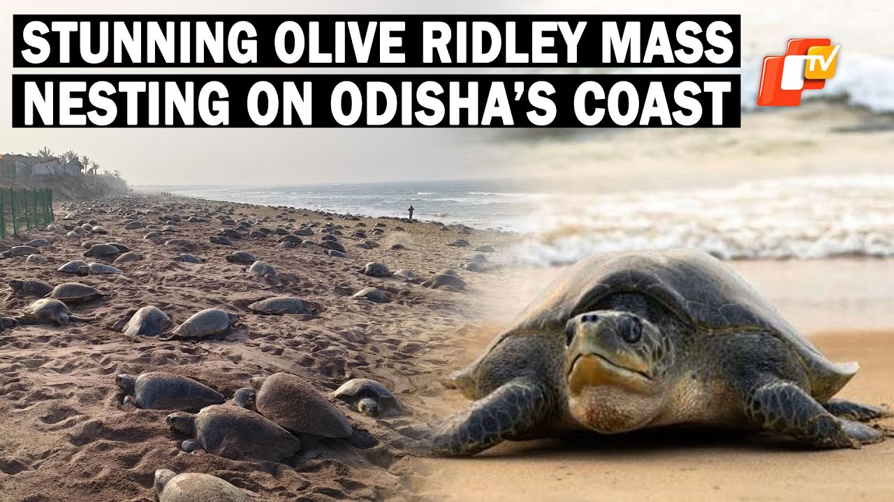 Odisha: Olive Ridley Turtles Arrive At Ganjam Beach For Annual Mass ...