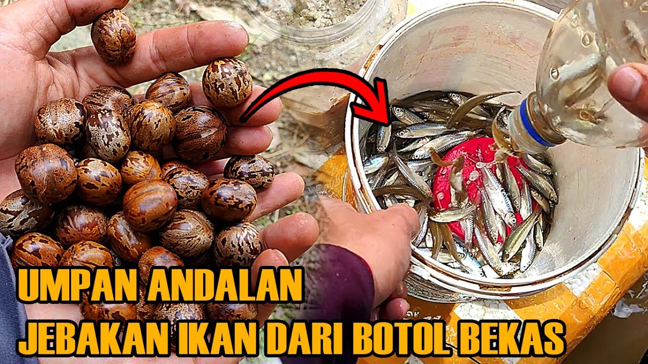 JEBAKAN IKAN DARI BOTOL BEKAS DENGAN UMPAN BIJI KARET - YouTube