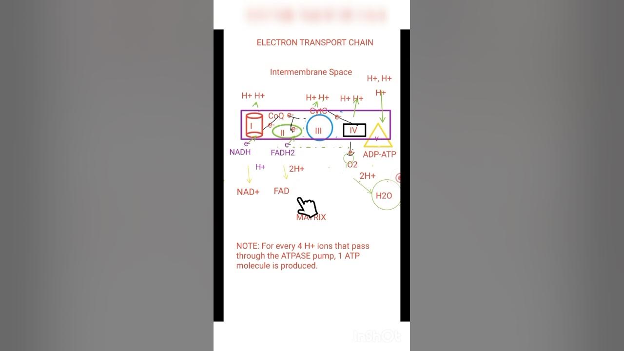 The Electron Transport Chain Part 1 - YouTube