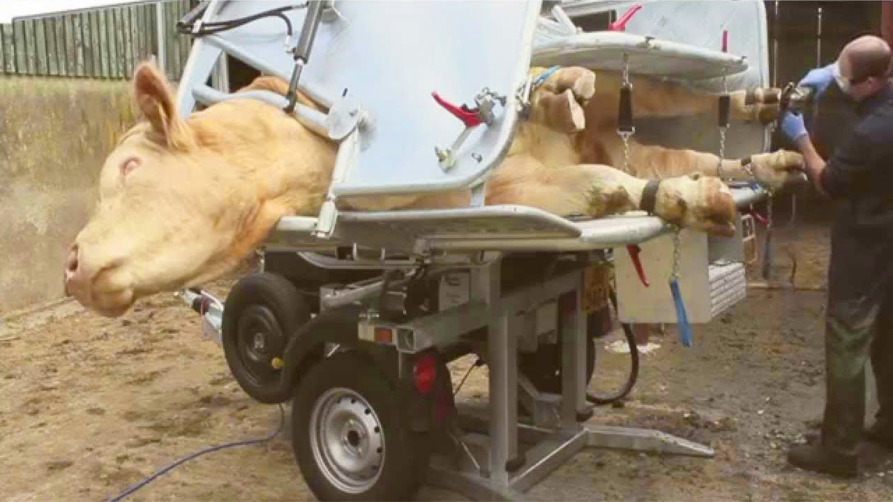 Modern Smart Cow Breeding Equipment & Technology - Beef Butchering ...