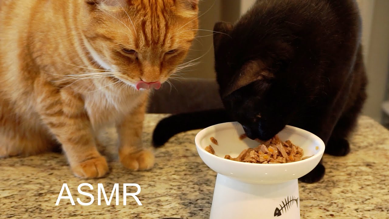 ASMR 🐾 Cat Eating Sounds | Wet Cat Food Mukbang - YouTube