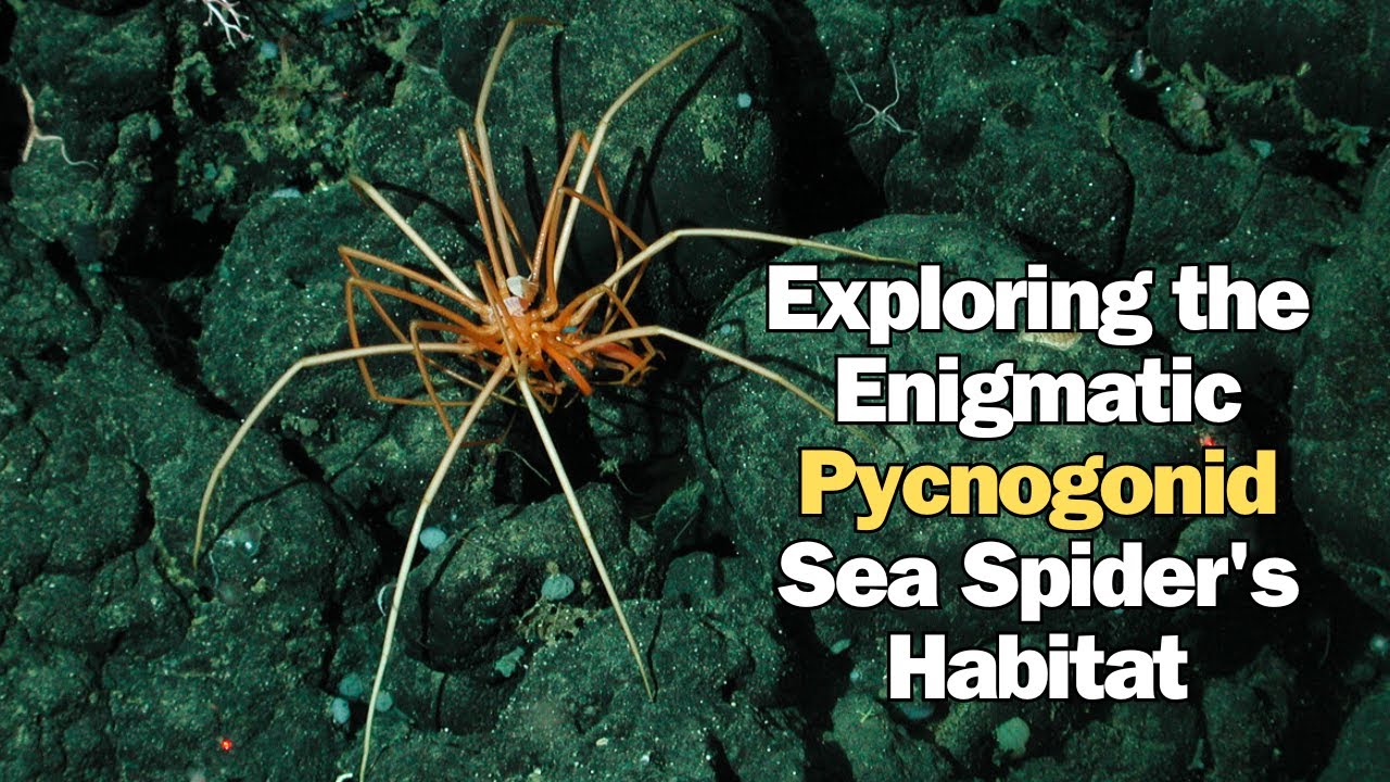 Exploring The Enigmatic Pycnogonid Sea Spider's Habitat - YouTube