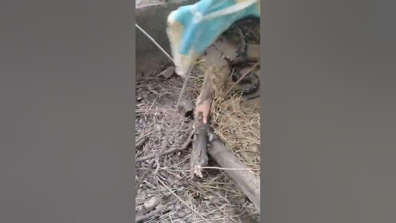 python spotted at my village|35kg Python |snake #village - YouTube