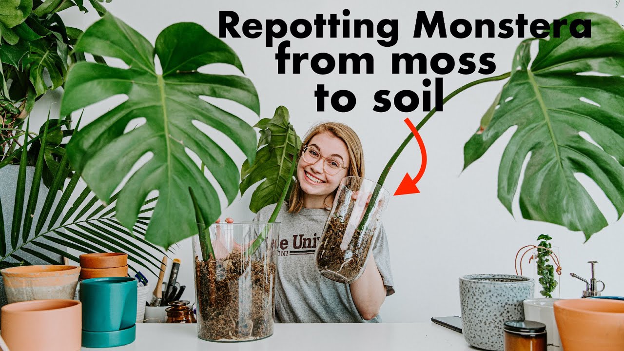 Repotting My Monstera Deliciosa From Moss to Soil | How-To & Tutorial ...