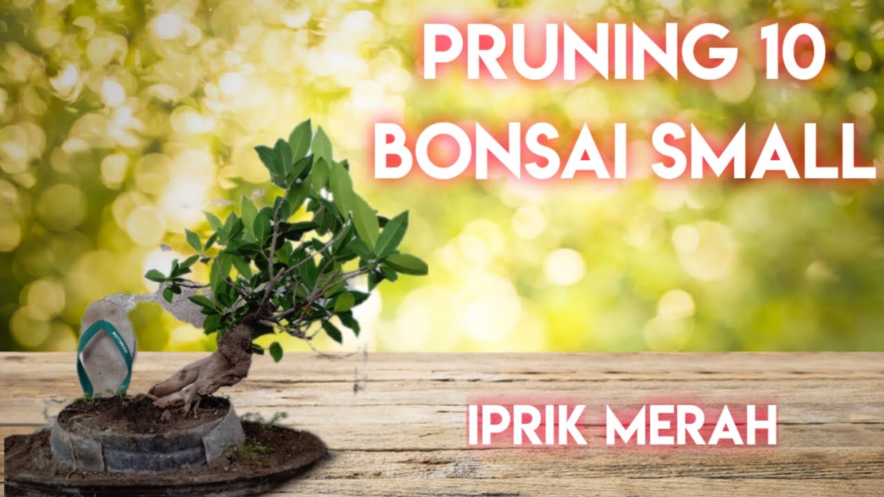 Bonsai iprik merah || pruning 10 bonsai small - YouTube