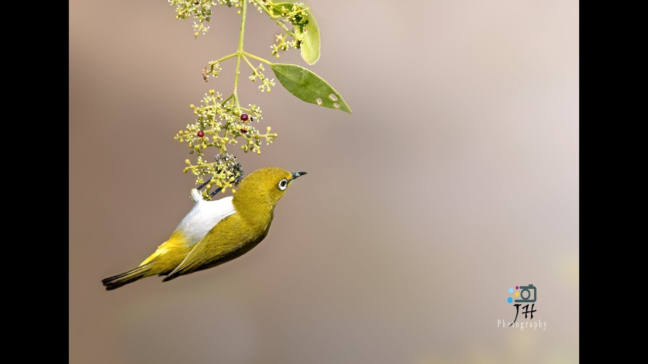 Birds Of Sindh in 2017 By JH-Photography - YouTube