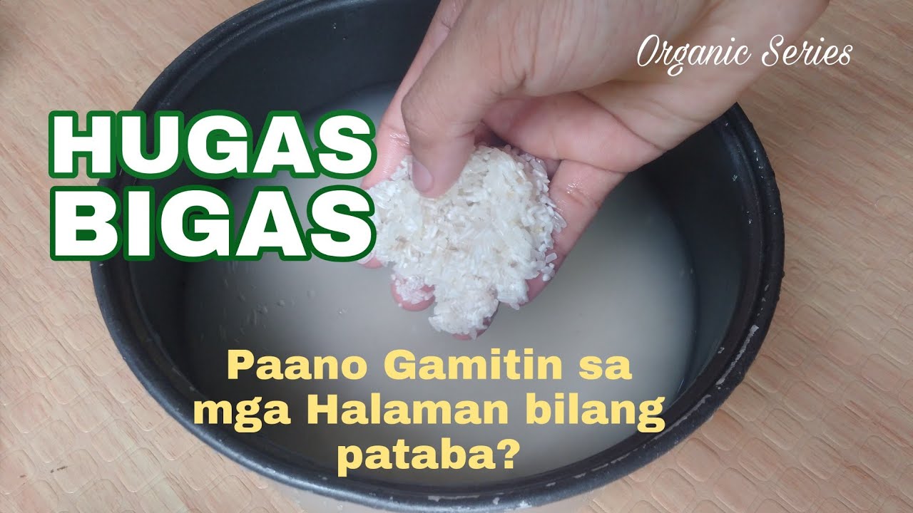 RICE WASH O HUGAS-BIGAS as Effective Fertilizer for plants |[English ...