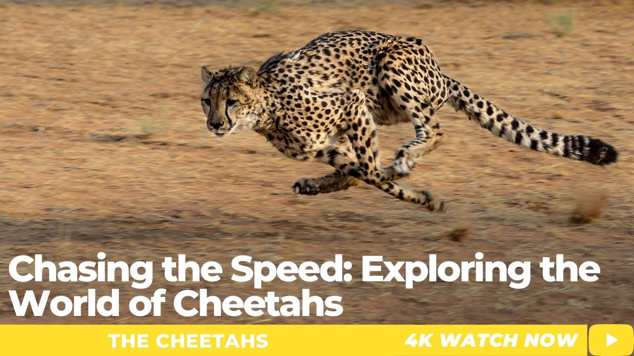 Lightning Fast: Witness the Incredible Speed of the Cheetah|4K ...