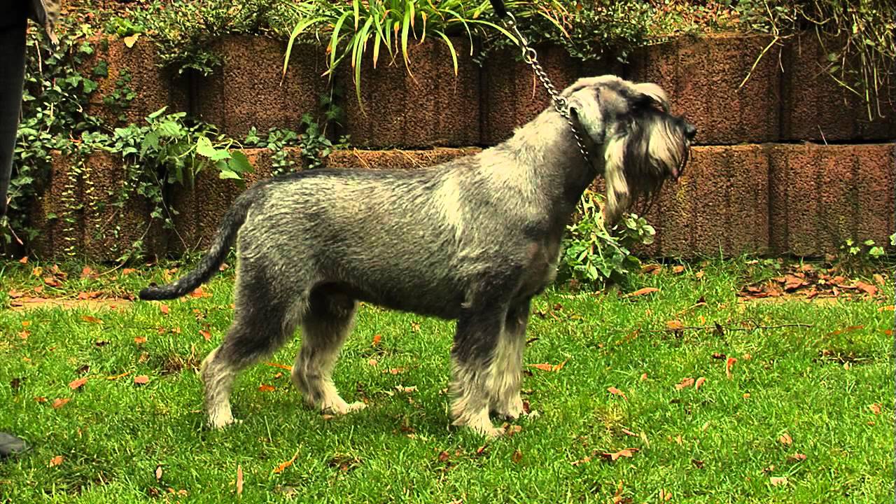 Mittelschnauzer Im Rassen-Porträt (Mit Bildern – CDPO
