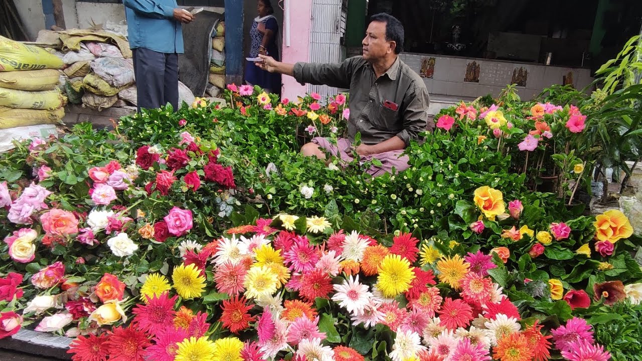 gandharaj, rose, jusmin, hibiscus plant available at kolkata oldest and ...