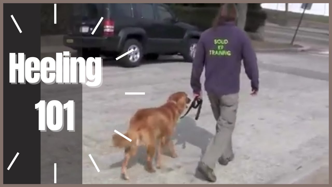 Heeling 101 How To Dog Training - Solid K9 Training - YouTube