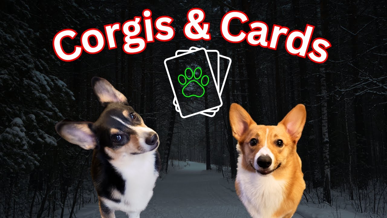 🔮 My corgis read your cards for Yule! 🐾 #12daysofyule Day 4 - YouTube