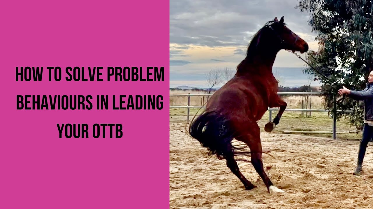 How to solve problem behaviours when leading your Ottb #ottb # ...