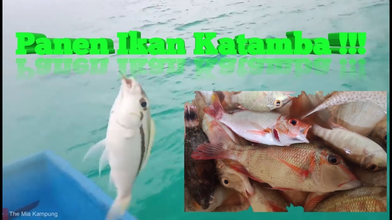 Mancing ikan katamba I handline fishing I hasil laut Wakatobi #fishing ...