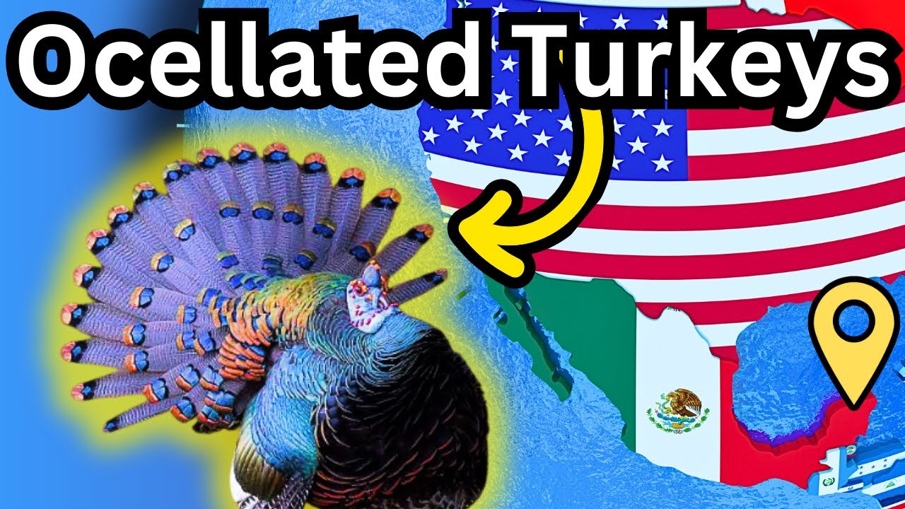 Discover the world’s SMALLEST wild turkey subspecies! Ocellated Turkey ...