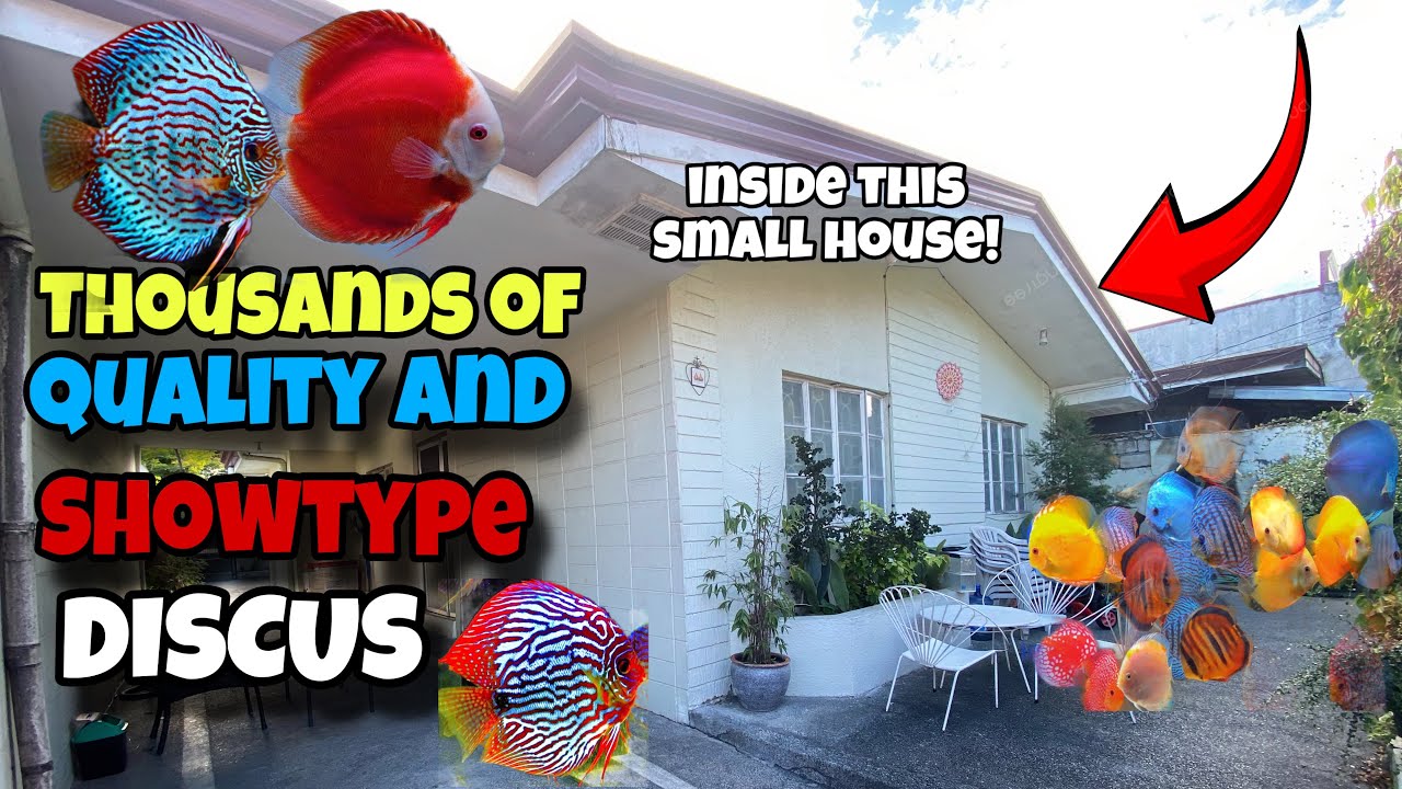 50-60 STRAINS and a THOUSANDS of "SHOWTYPE"QUALITY DISCUS From CHAMPION ...