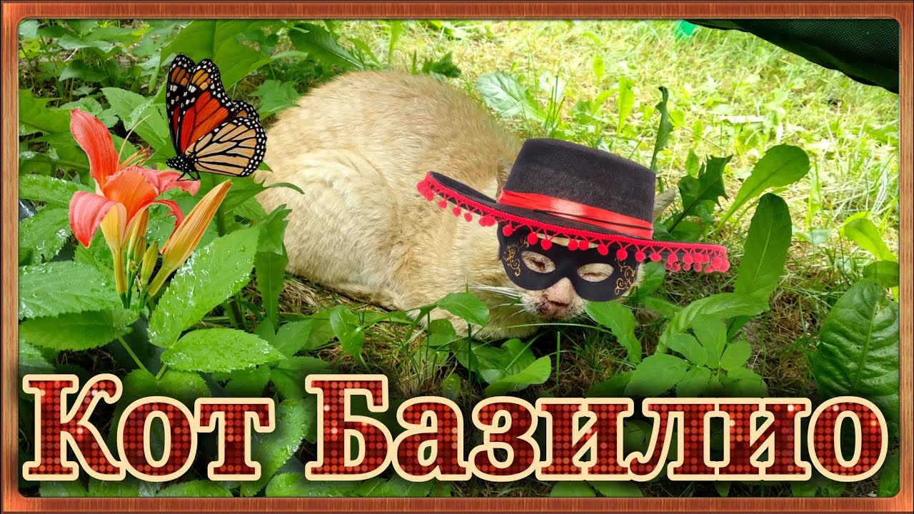 Кот Базилио 😿 Cat Basilio - YouTube