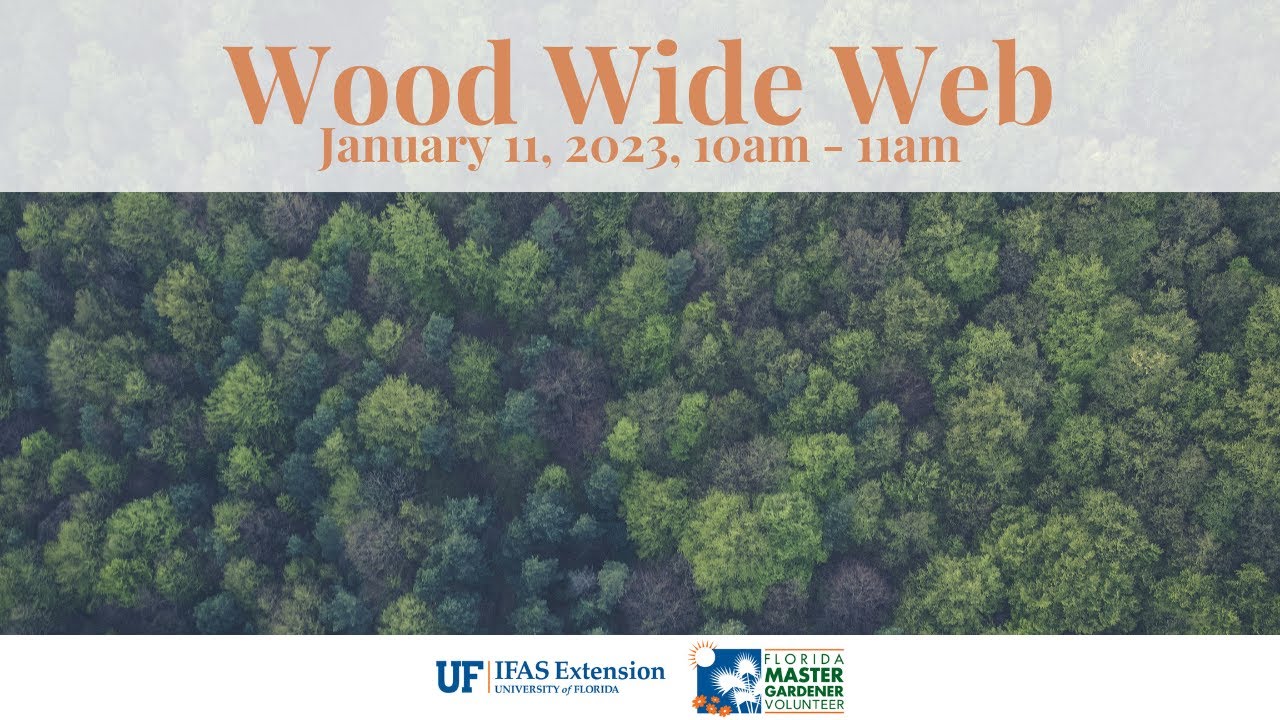 Webinar: Wood Wide Web - YouTube