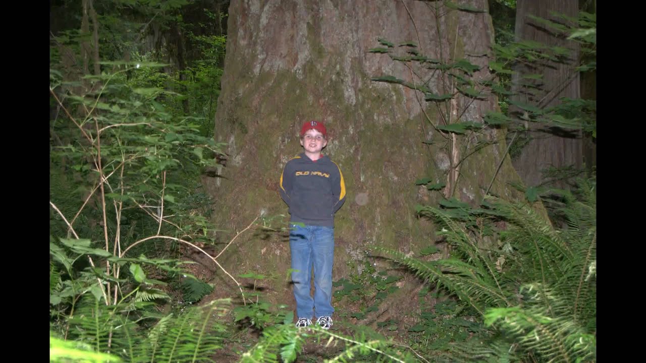 Eagle Fern Park (Clackamas, Oregon) - YouTube