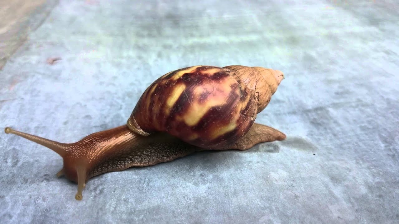 Ang Paglakad Ng Suso Snail YouTube ang-paglakad-ng-suso-snail-youtube