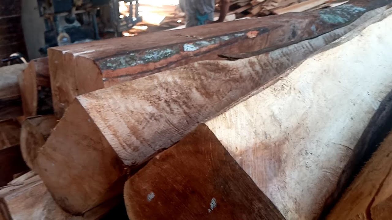 Berusaha mencari kebahagiaan Dunia Akhirat (proses penggergajian kayu ...