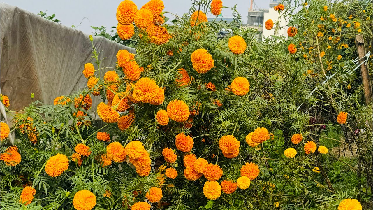 Saipatri Phool (सयपत्री फुल )😍 - YouTube