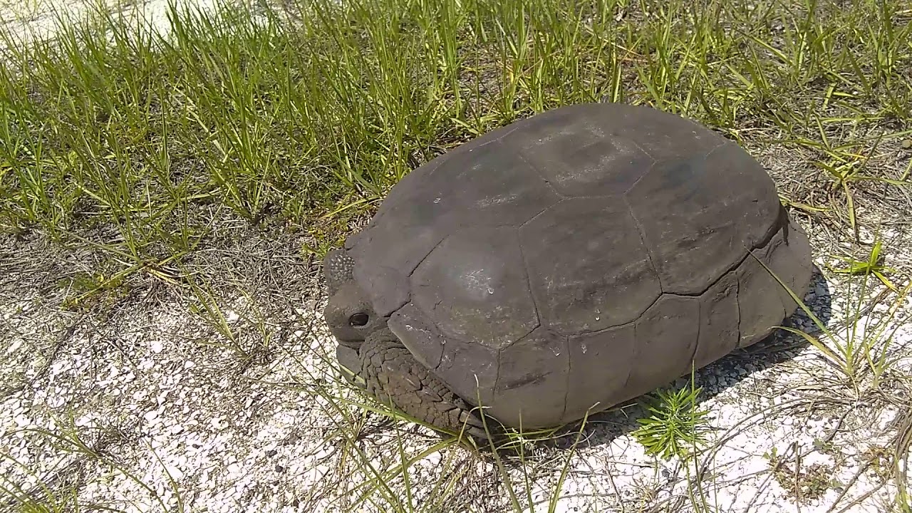 Gopher Tortoise alongside the bike trail - YouTube