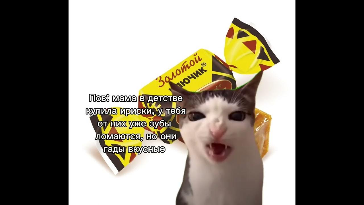 золотой ключик #а4 #пов #ириска #кот #мем #смешныевидеоскотами - YouTube