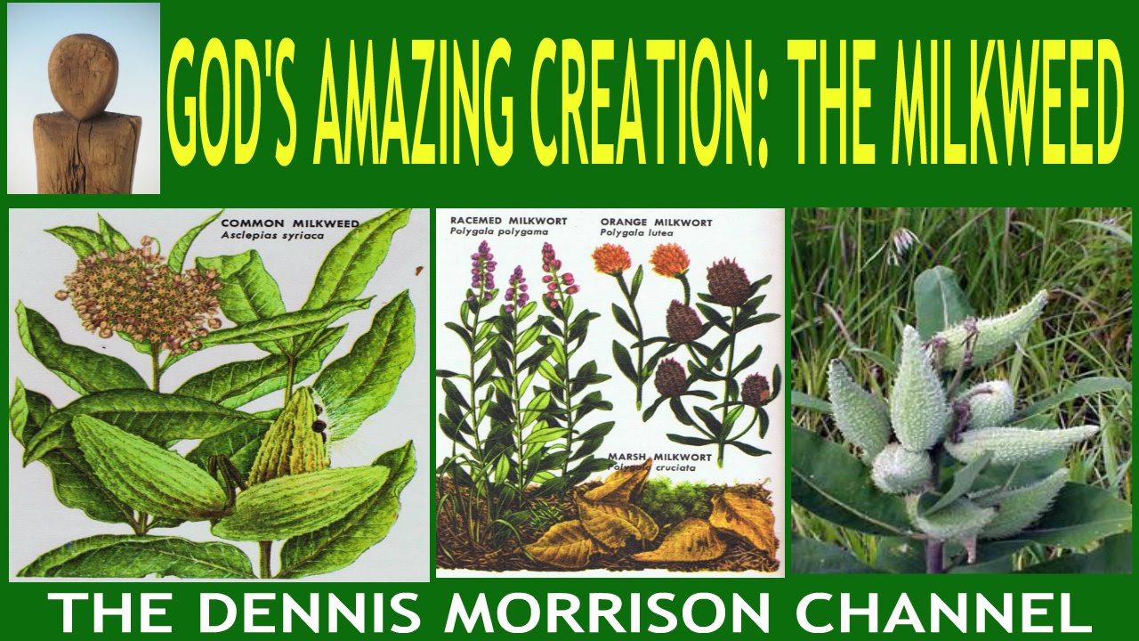 GODS AMAZING CREATION: THE MILKWEED PLANT - YouTube