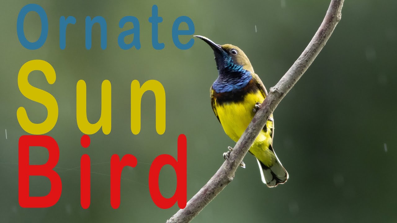 We don't have Humming Bird, but we have Sunbird | Ornate Sunbird | Rainy Season |#beautifulbird ...