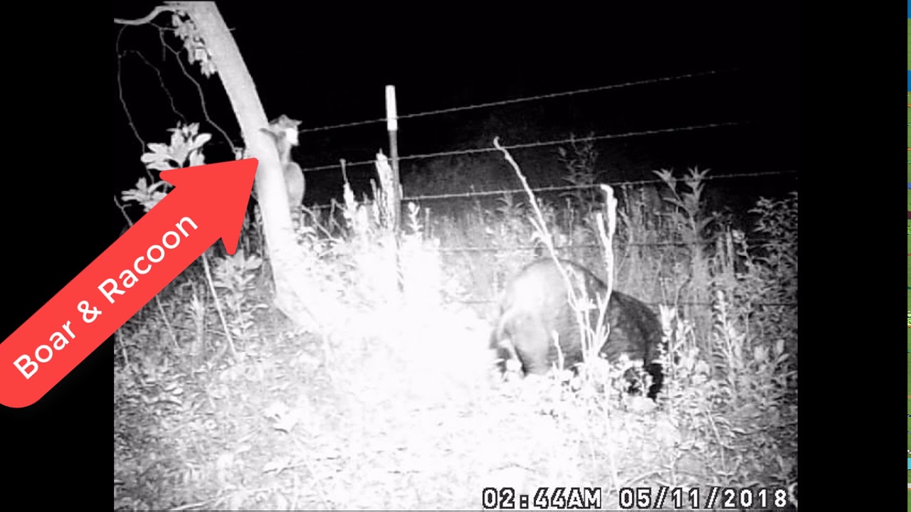 Hunting Grounds Game Camera Footage - YouTube