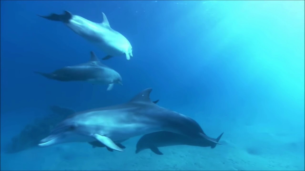 Modular Enrichment Platform for Dolphins rev01 - YouTube