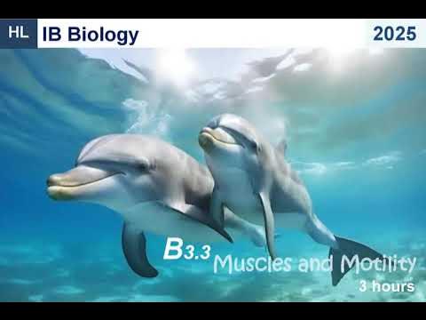 IB Bio 2025 B3.3 Muscles and Motility HL Note #ib #ibbioloy #biology # ...