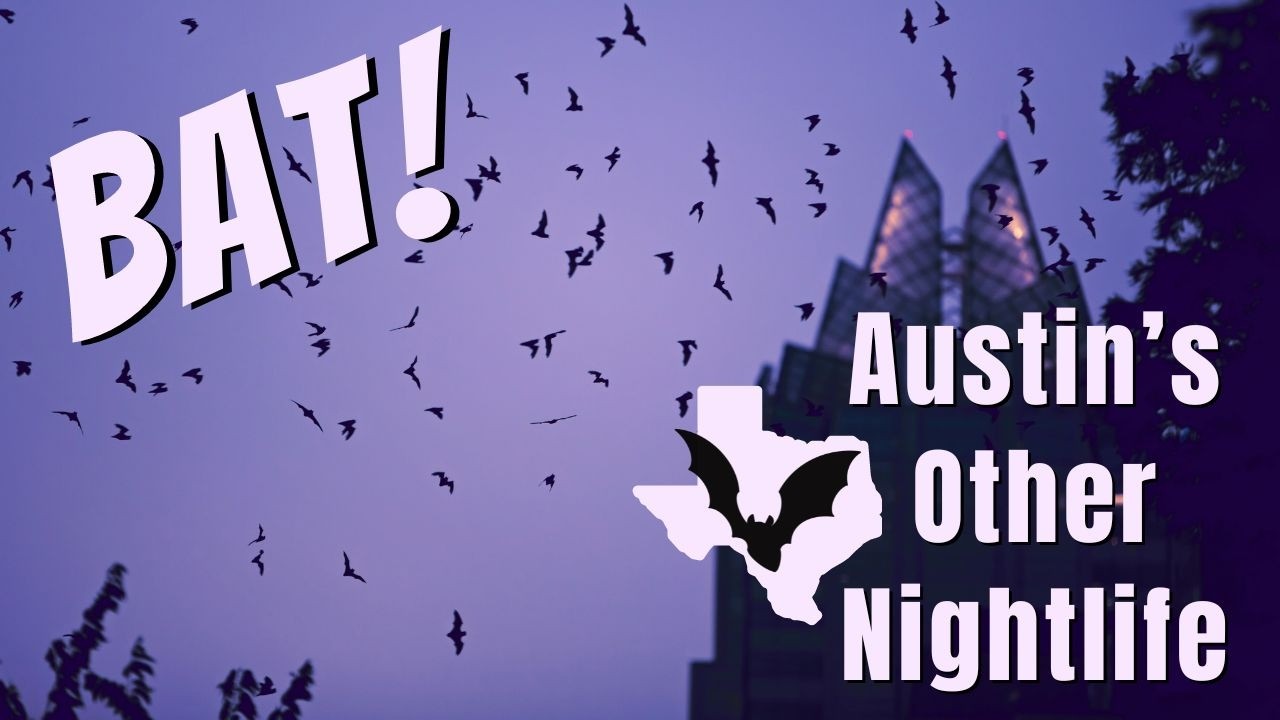 The Largest Urban Bat Colony in the World Resides in Austin, Texas ...