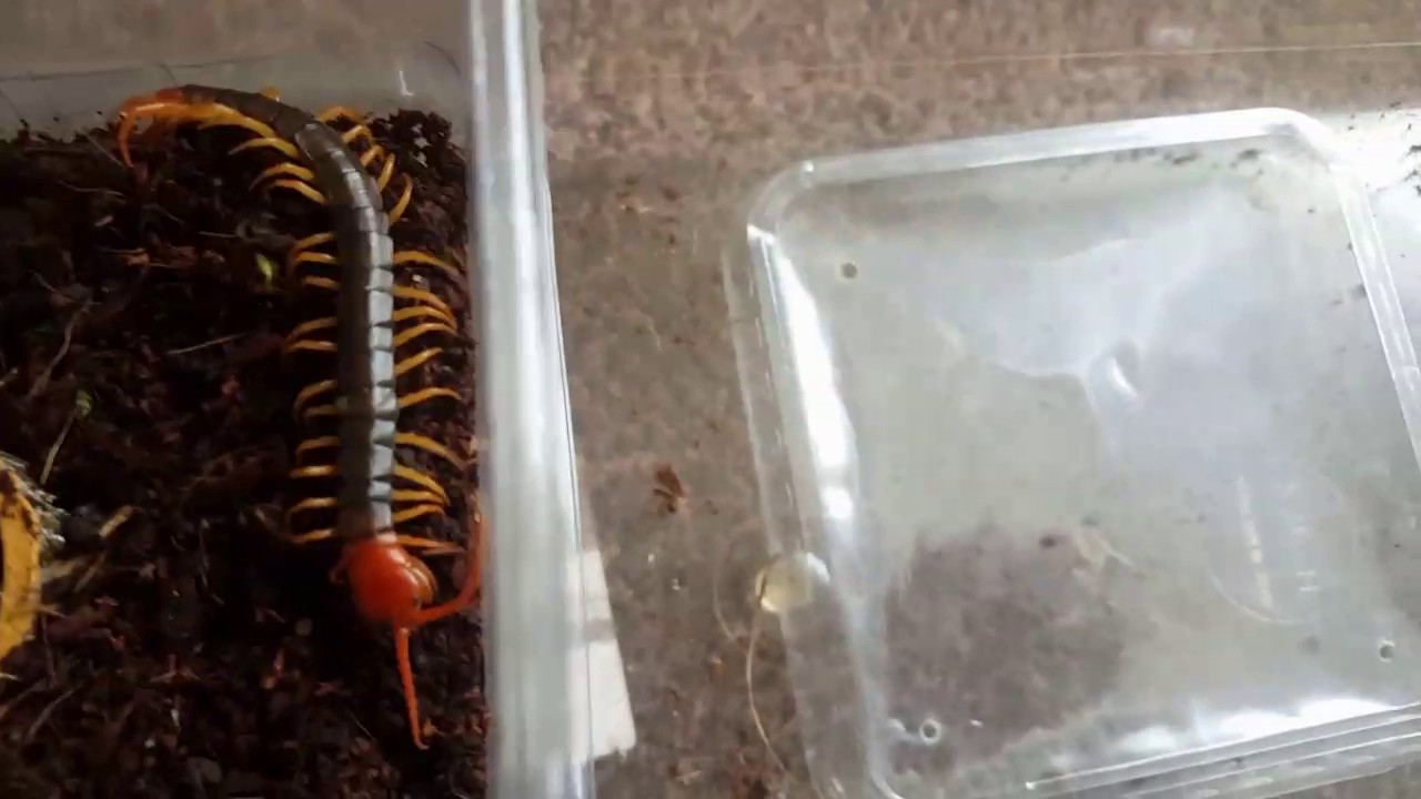 Garden Centipede Care | Fasci Garden