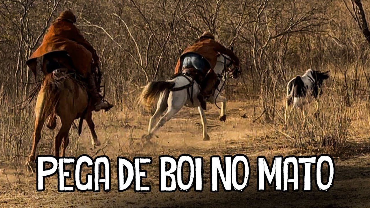 PEGA DE BOI NO MATO - CATINGUEIRO MOMBAÇA CE - YouTube
