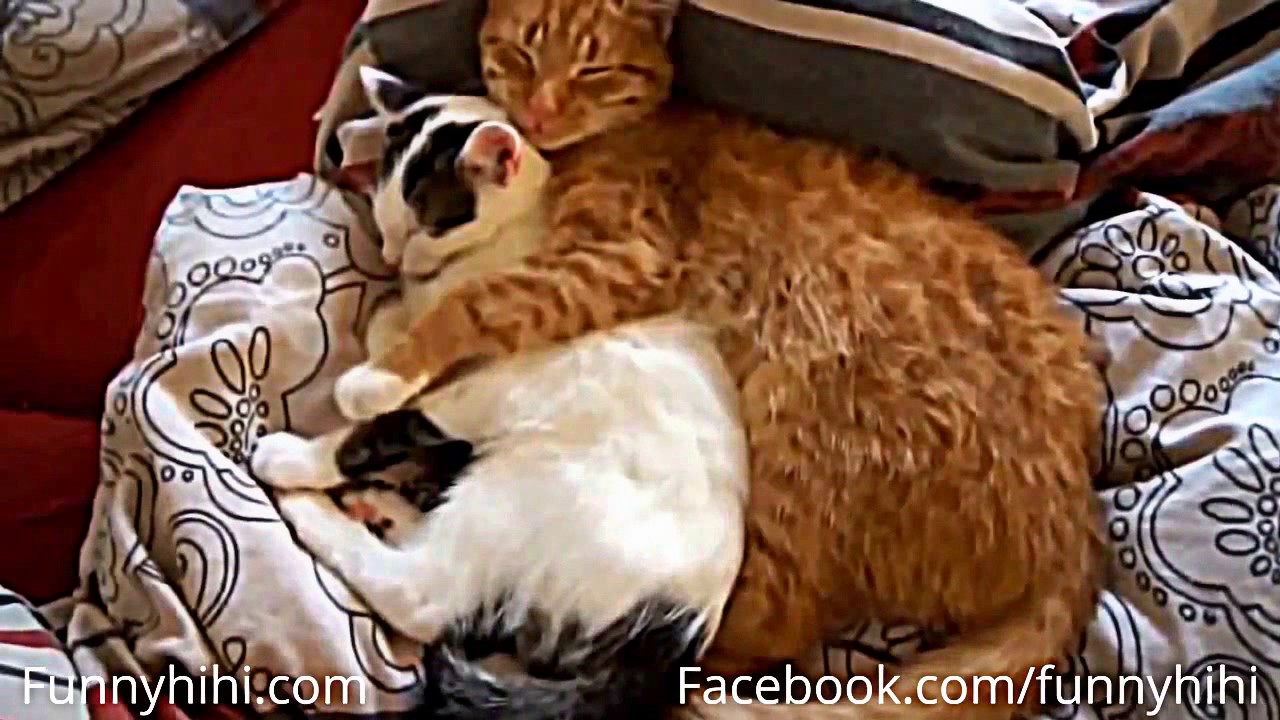 Cats are so funny you will die laughing - Funny cat com - YouTube