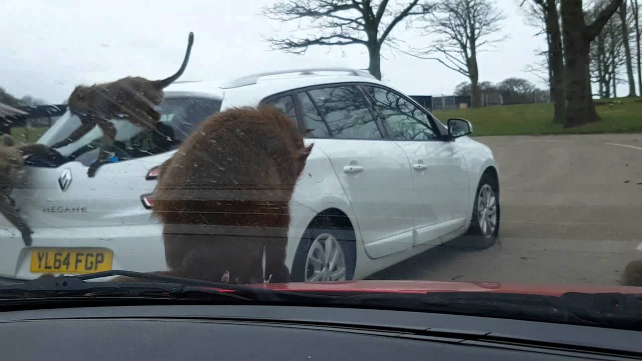 Roaming animals. Knowsley Safari zoological Park. Liverpool, UK - YouTube