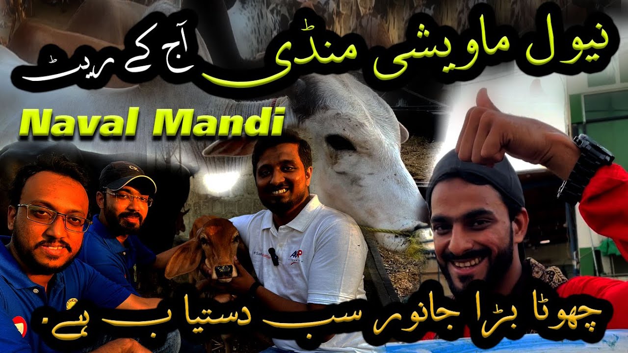 Naval Mandi Me Chota Bara Janwar Sb Mil Jaega | Sub Maal Punjab Ka aya ...