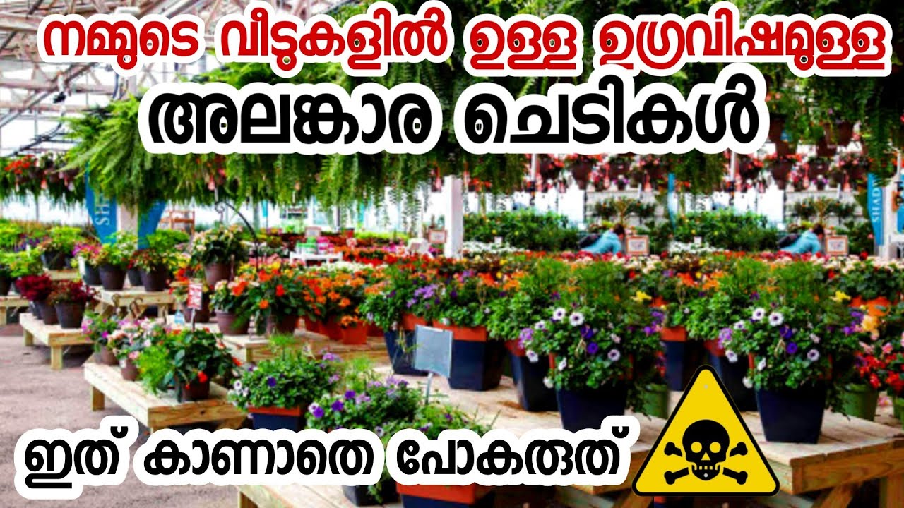 വീടുകളിൽ വളർത്തുന്ന വിഷച്ചെടികൾ part2|indoor plants malayalam|chedikal ...