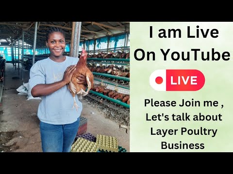 Our Over 100 weeks old layer birds - YouTube
