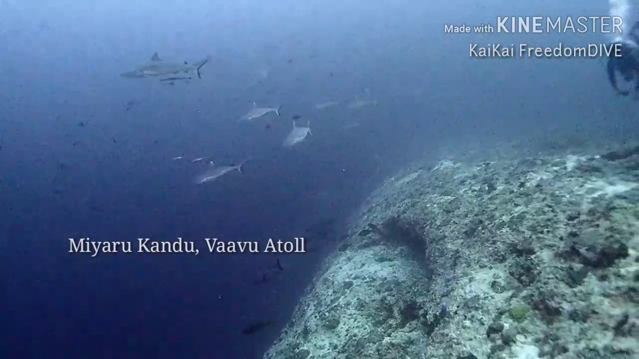 Awesome dive with School of Shark, Miyaru Kandu, Maldives - YouTube